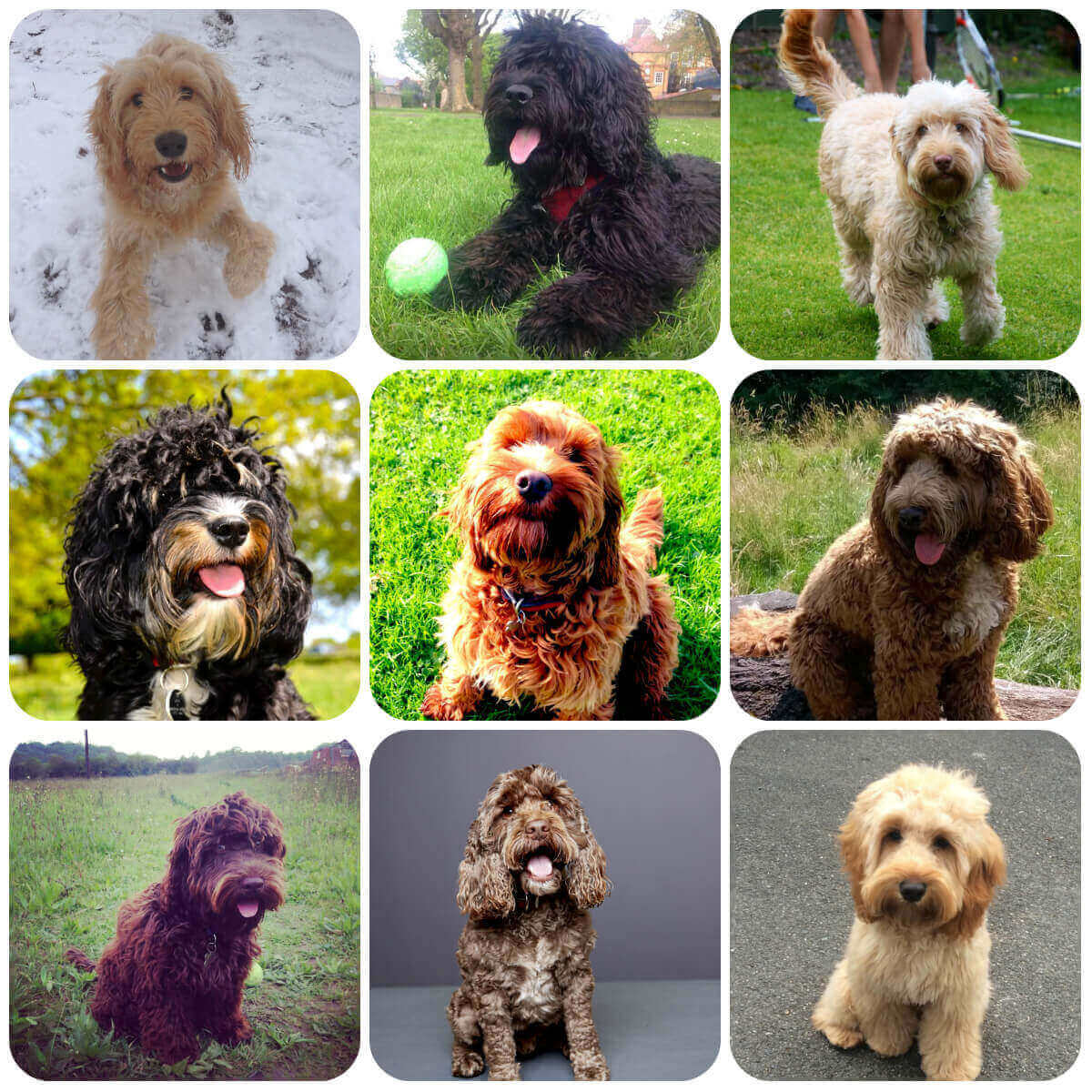 Cockapoo | BorrowMyDoggy - Leaving Pawprints of Happiness